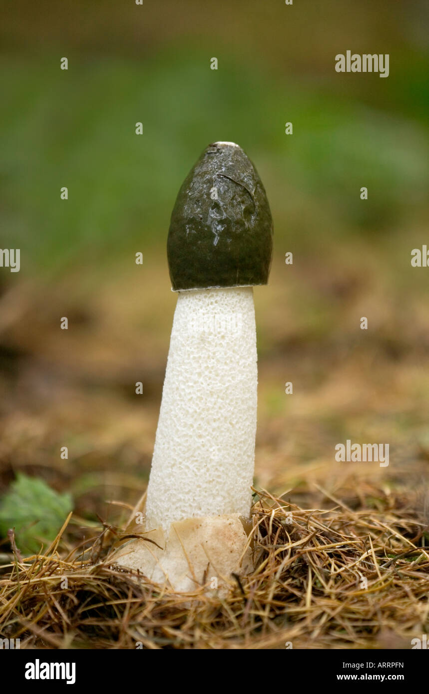 Stinkhorn Phallus impudicus Stock Photo - Alamy