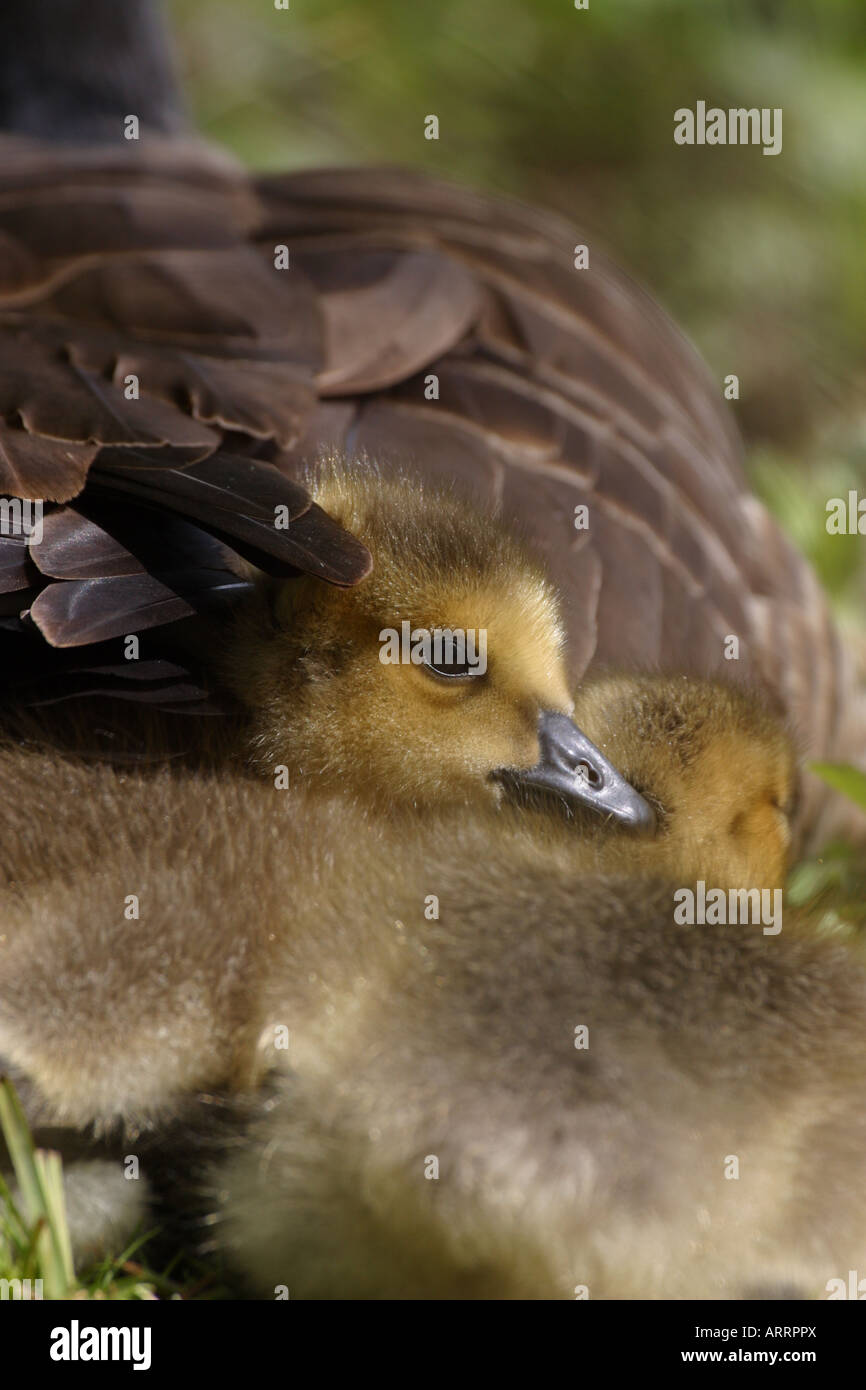 Canada goose gosling Branta canadensis Stock Photo - Alamy