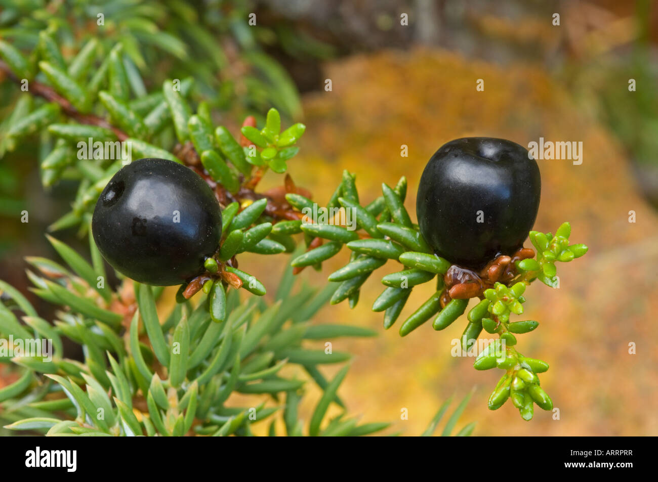 Crowberry (Empetrum nigrum) with berries Stock Photo - Alamy