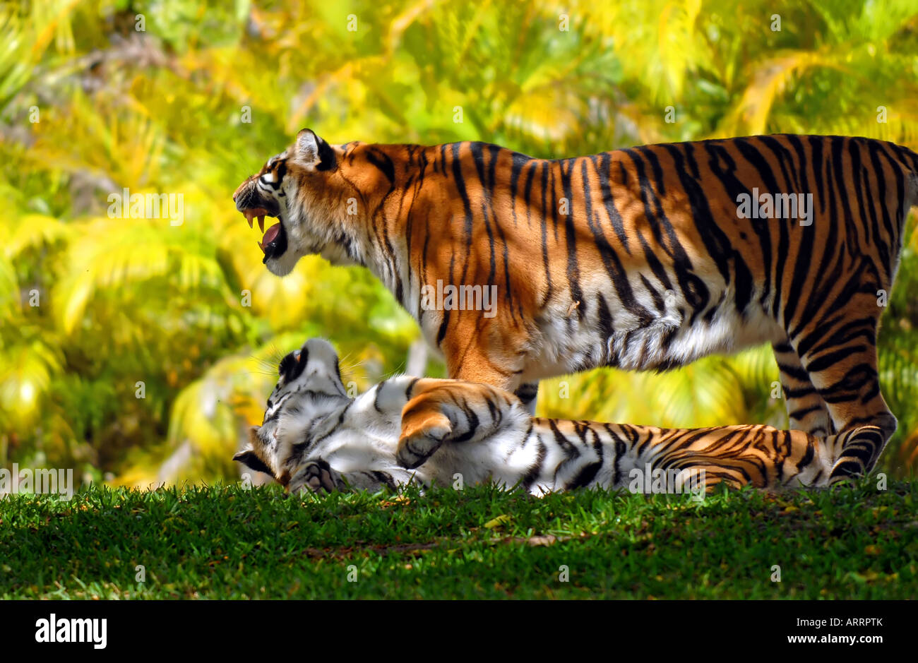 Bengal tiger grass yawn hi-res stock photography and images - Alamy