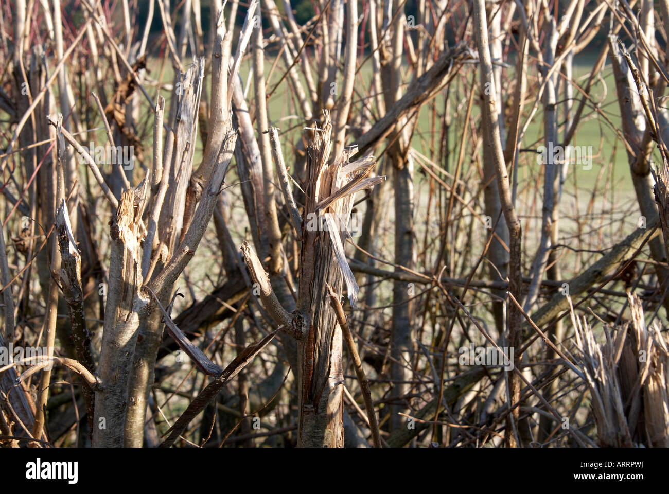 Flail farming hi-res stock photography and images - Alamy