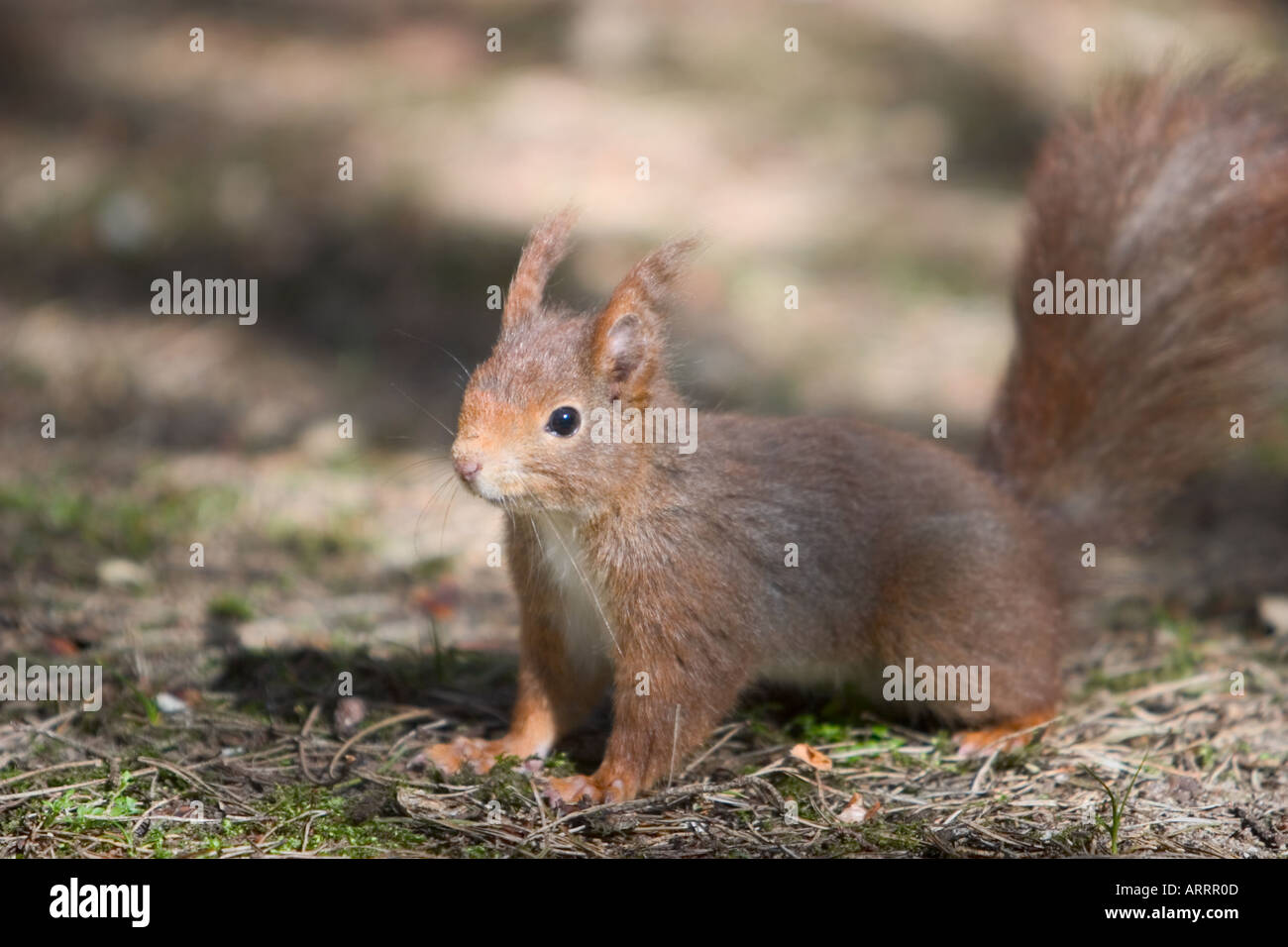 Formby red squirrels hi-res stock photography and images - Alamy