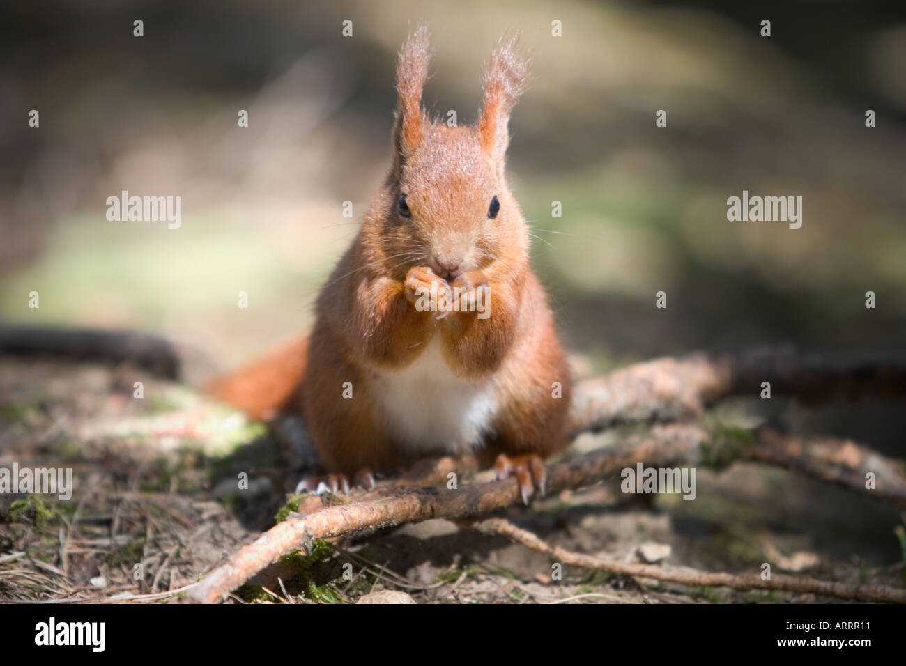 Red Squirrel Formby Point Merseyside UK Stock Photo - Alamy