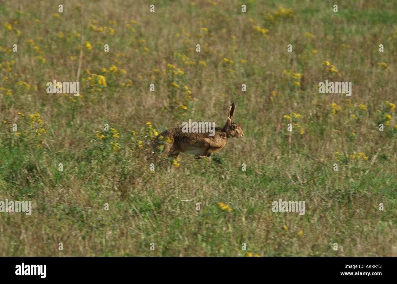 Hare running in English countryside Stock Photo - Alamy