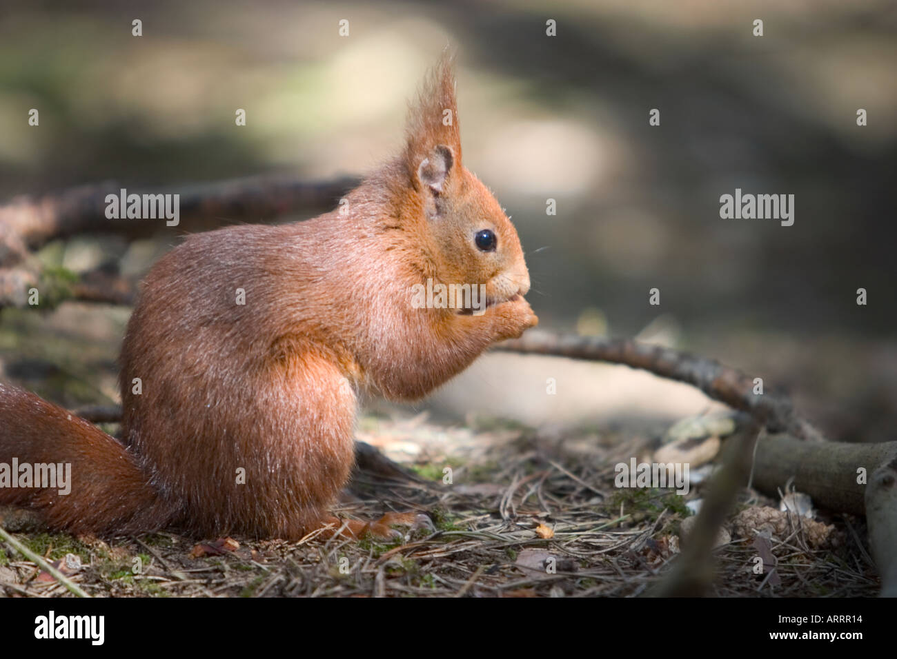 Red Squirrel Formby Point Merseyside UK Stock Photo - Alamy