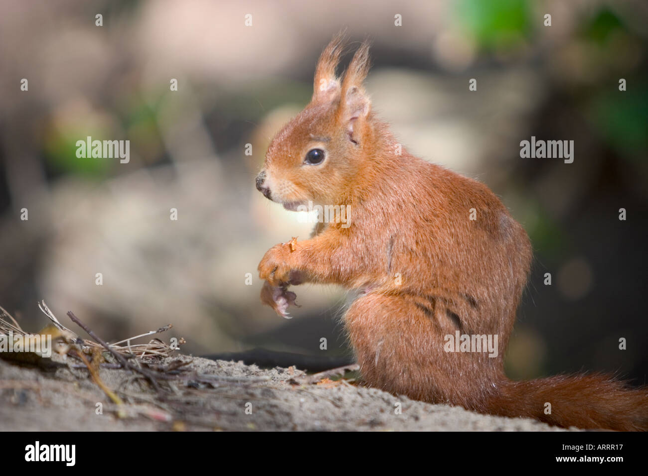 Formby red squirrels hi-res stock photography and images - Alamy