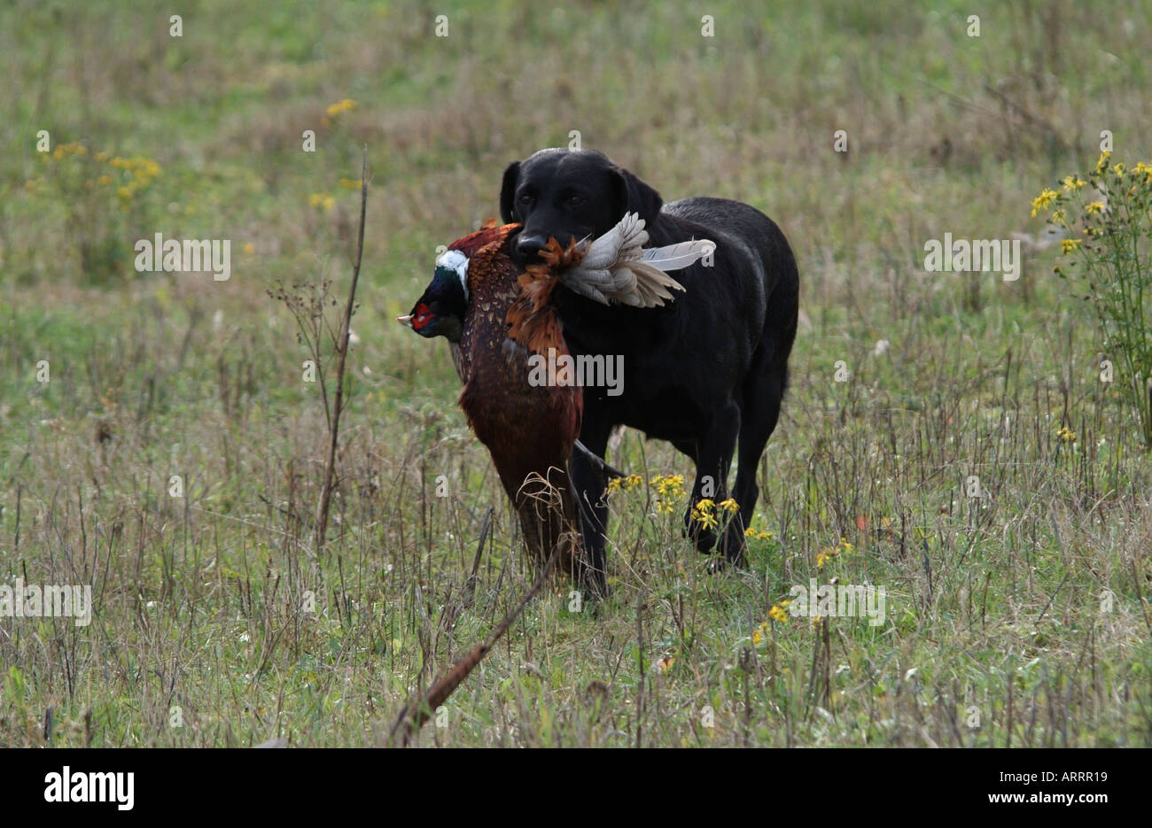 Black Labrador retriever working dog runs with pheasant in mouth Stock ...