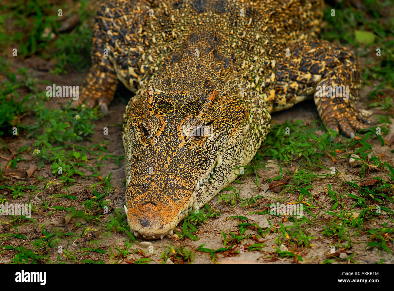 Crocodile teeth bird hi-res stock photography and images - Alamy