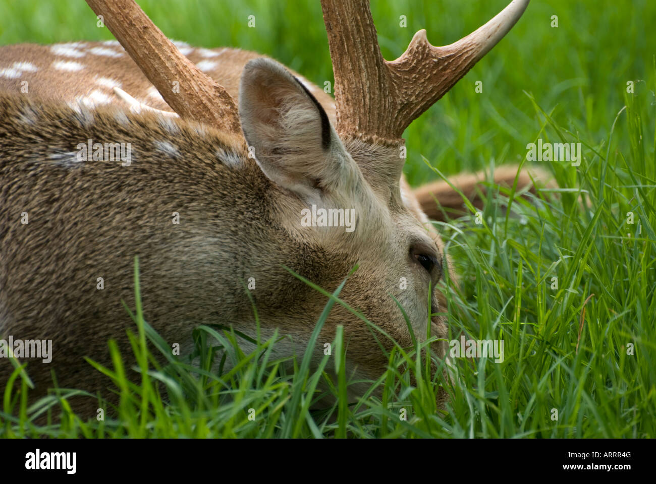 Deer in grass Stock Photo - Alamy