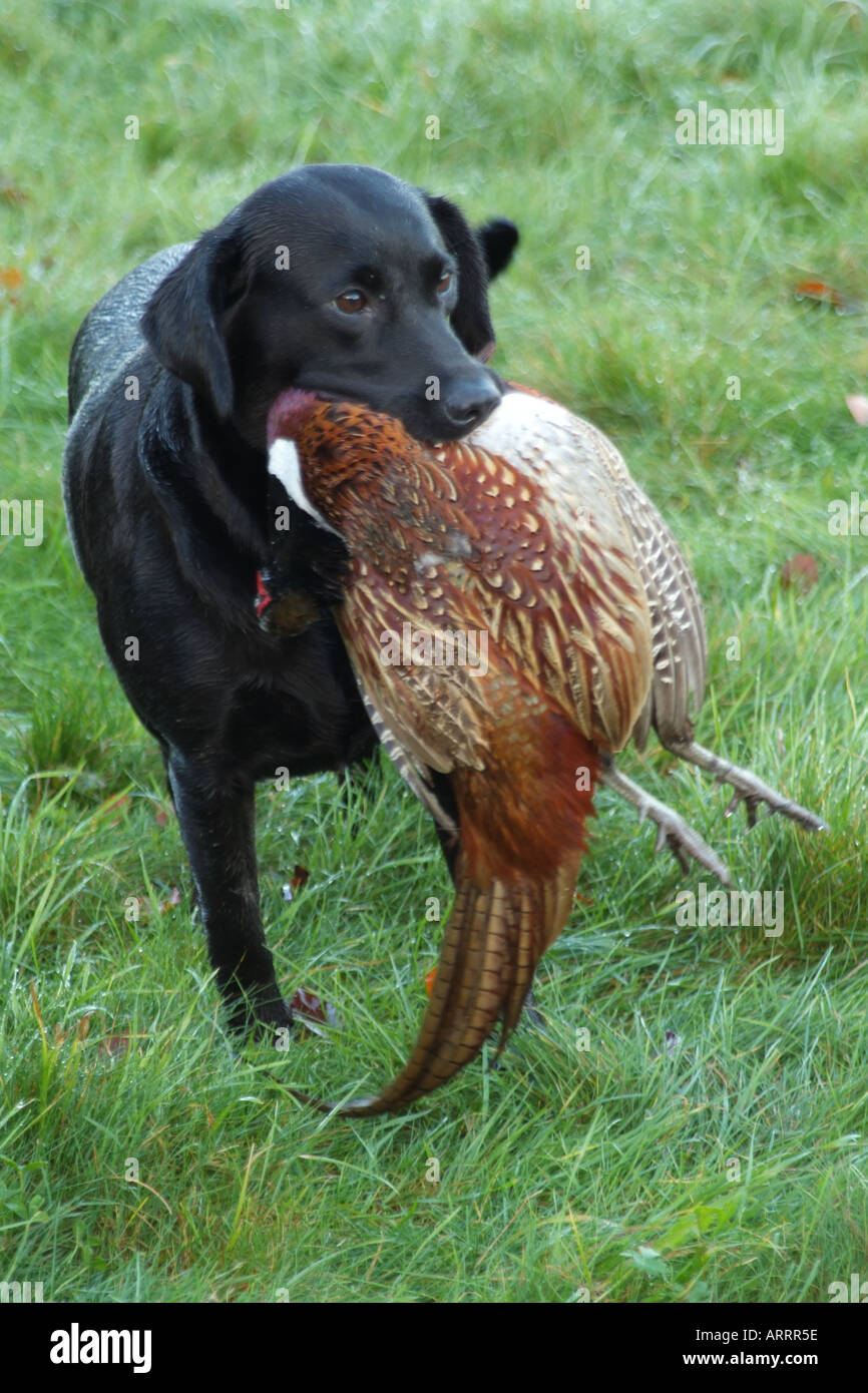 Black Labrador Retriever working dog carrying a pheasant Stock Photo ...