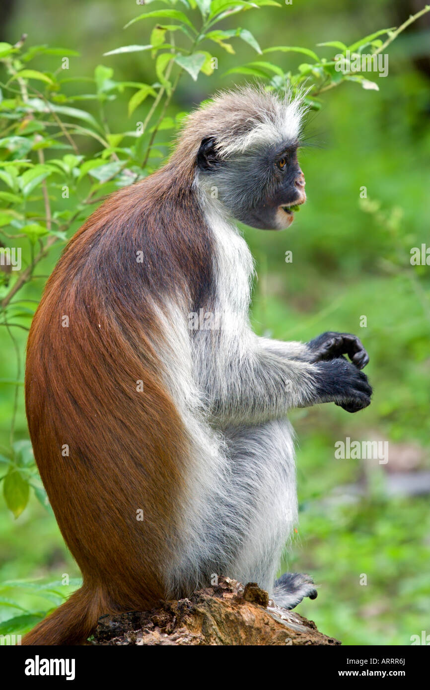 Red Colubus Monkey Stock Photo - Alamy