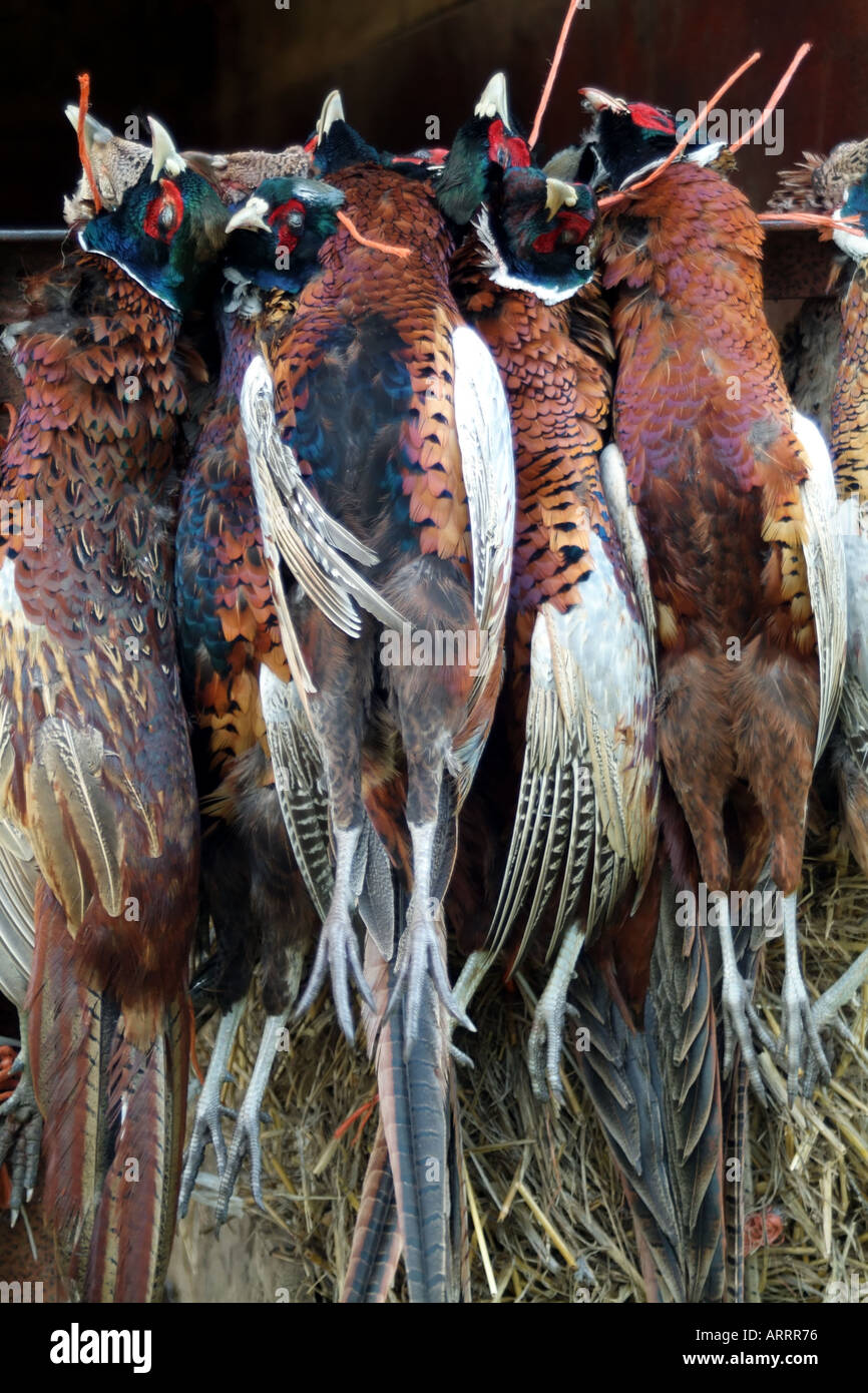 Pheasant brace hi-res stock photography and images - Alamy