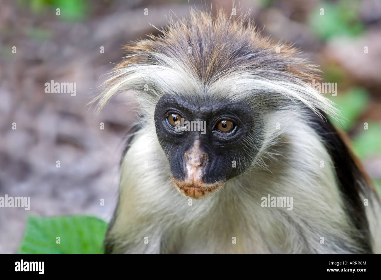 Red Colubus Monkey Portrait Stock Photo - Alamy