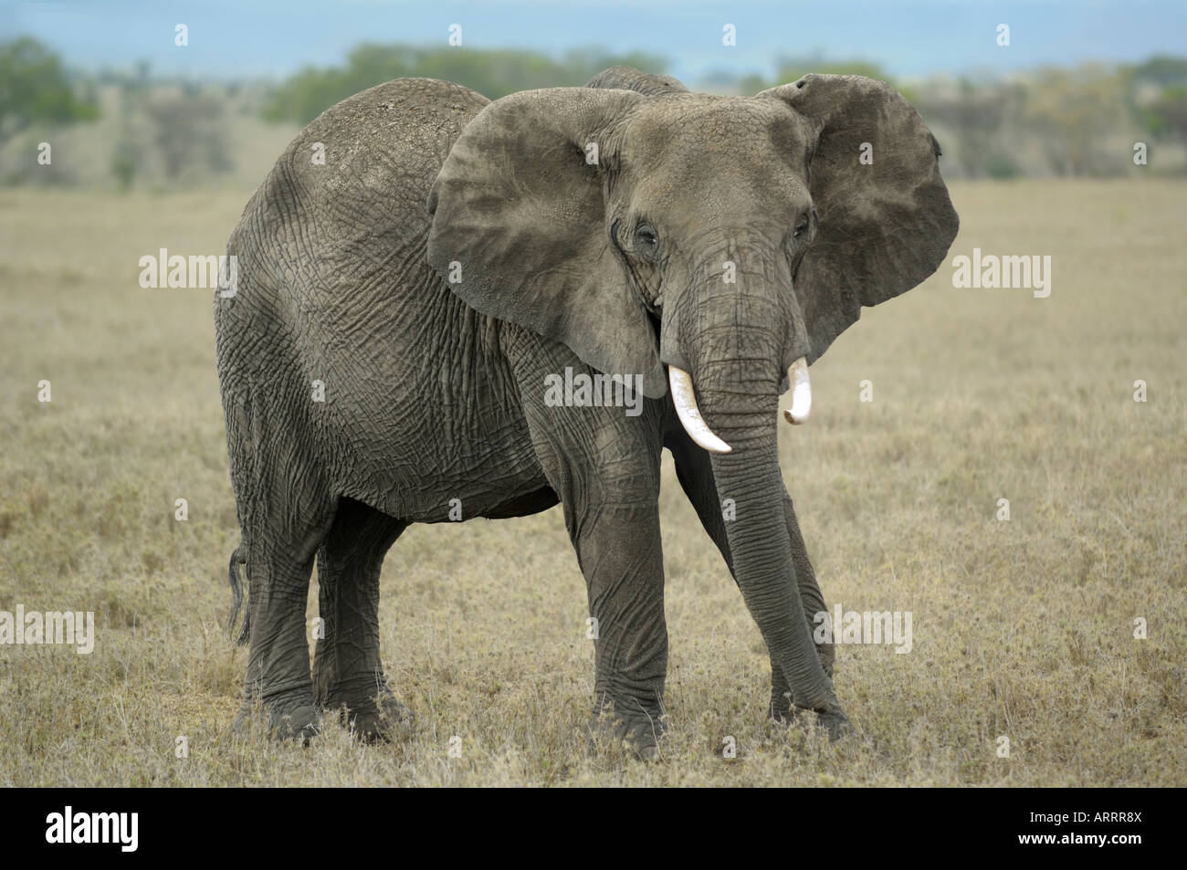 Elephant,a african elephant in the extreme drought time january 2006 ...