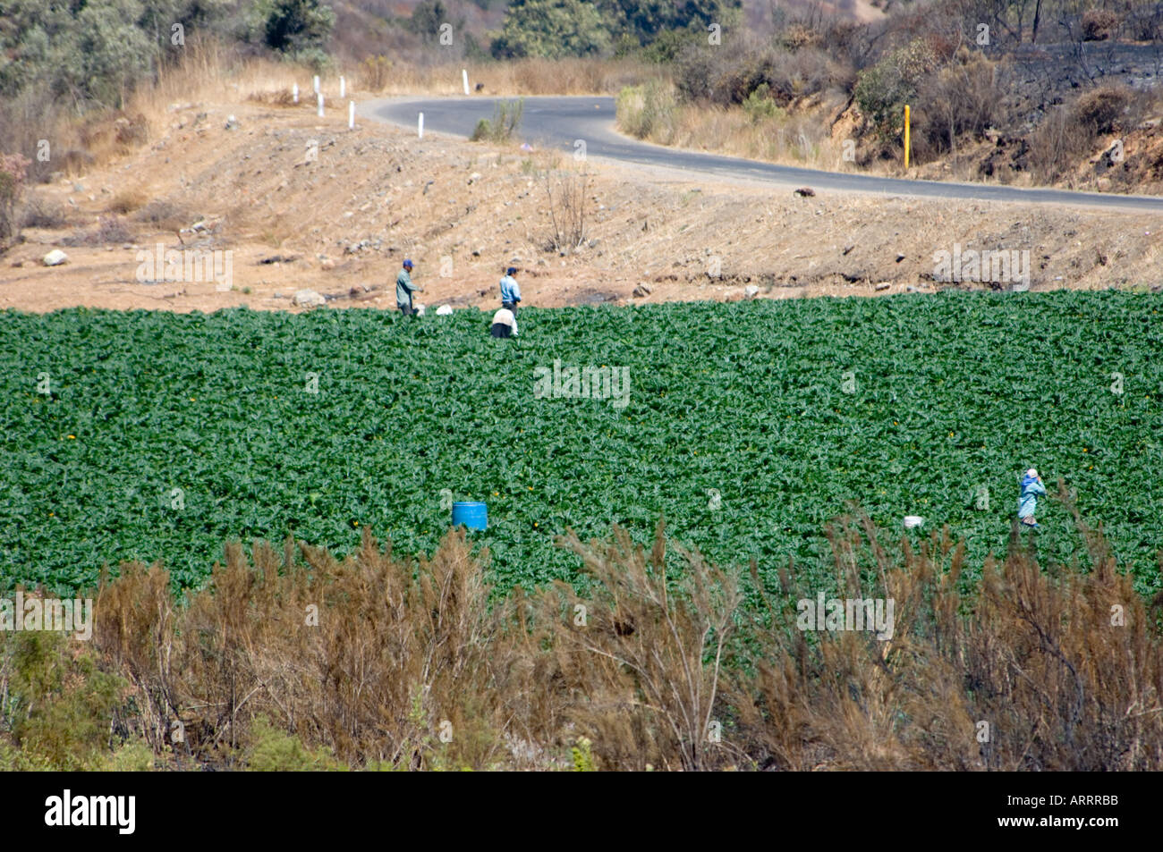 Mexican farm workers hi-res stock photography and images - Alamy