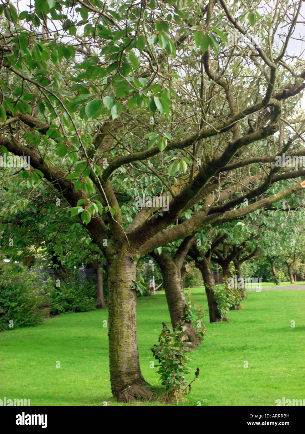 A line of trees in a park Stock Photo - Alamy