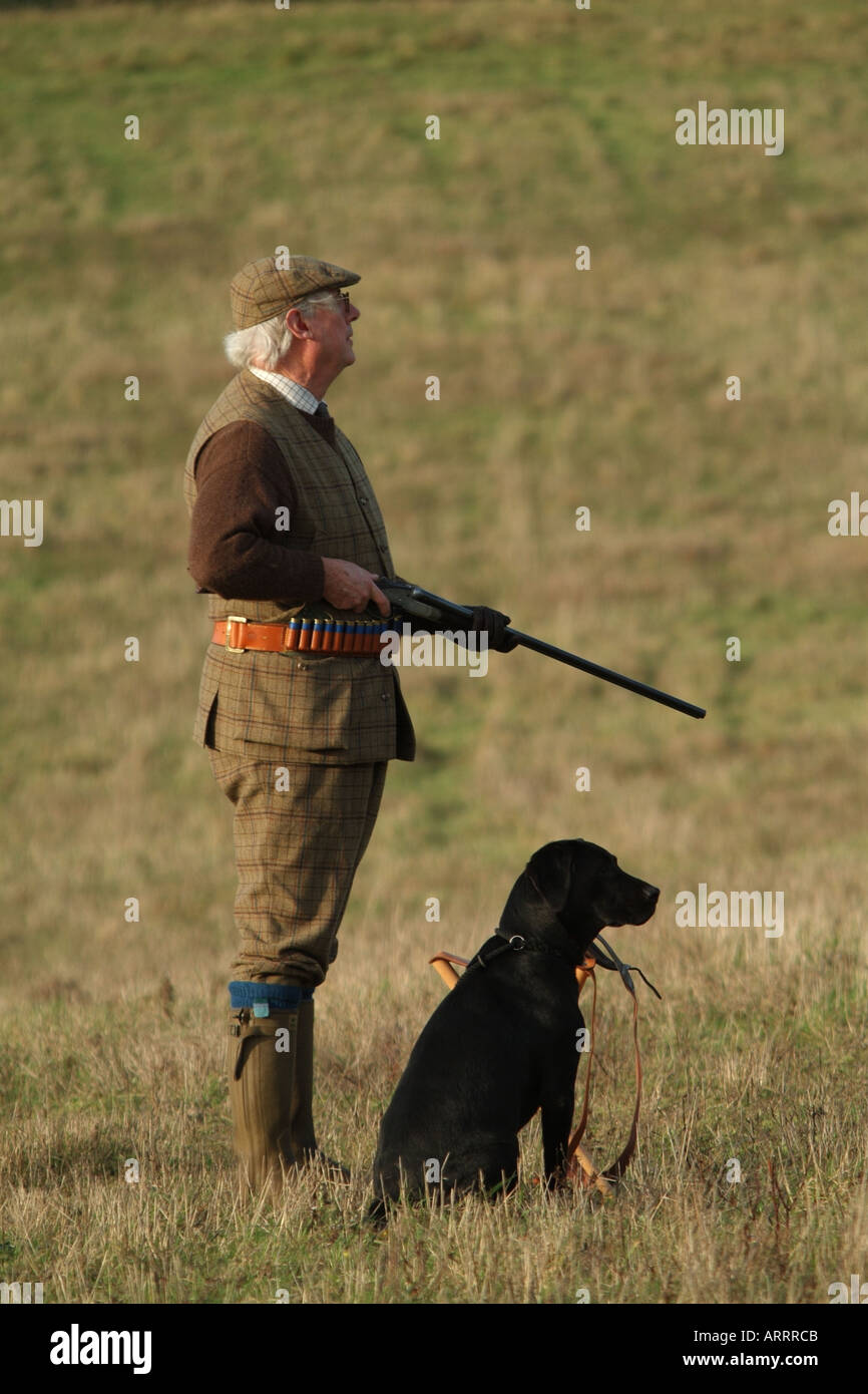 Member of shooting party syndicate with shotgun and black labrador ...