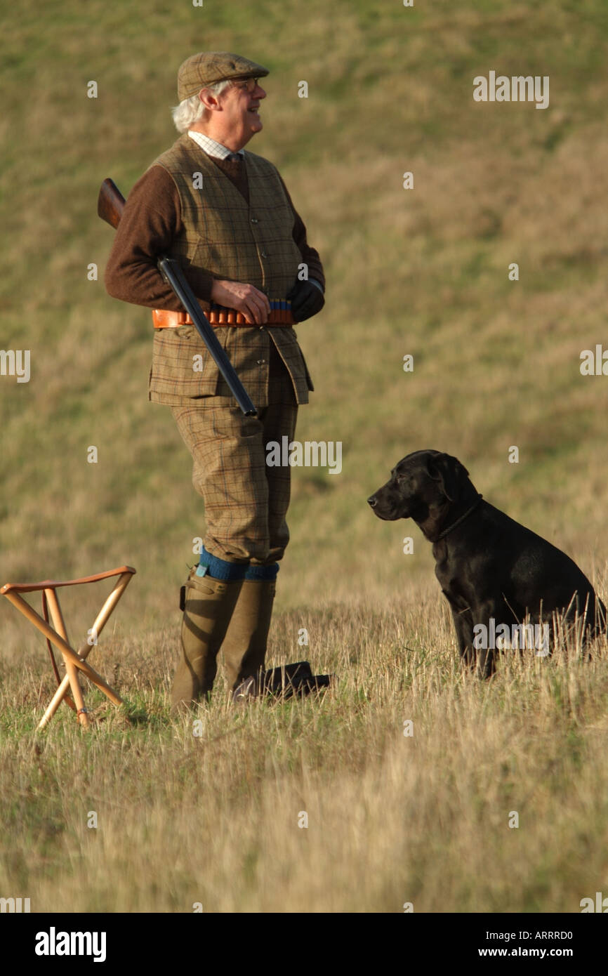 Member of shooting party syndicate with shotgun and black labrador ...