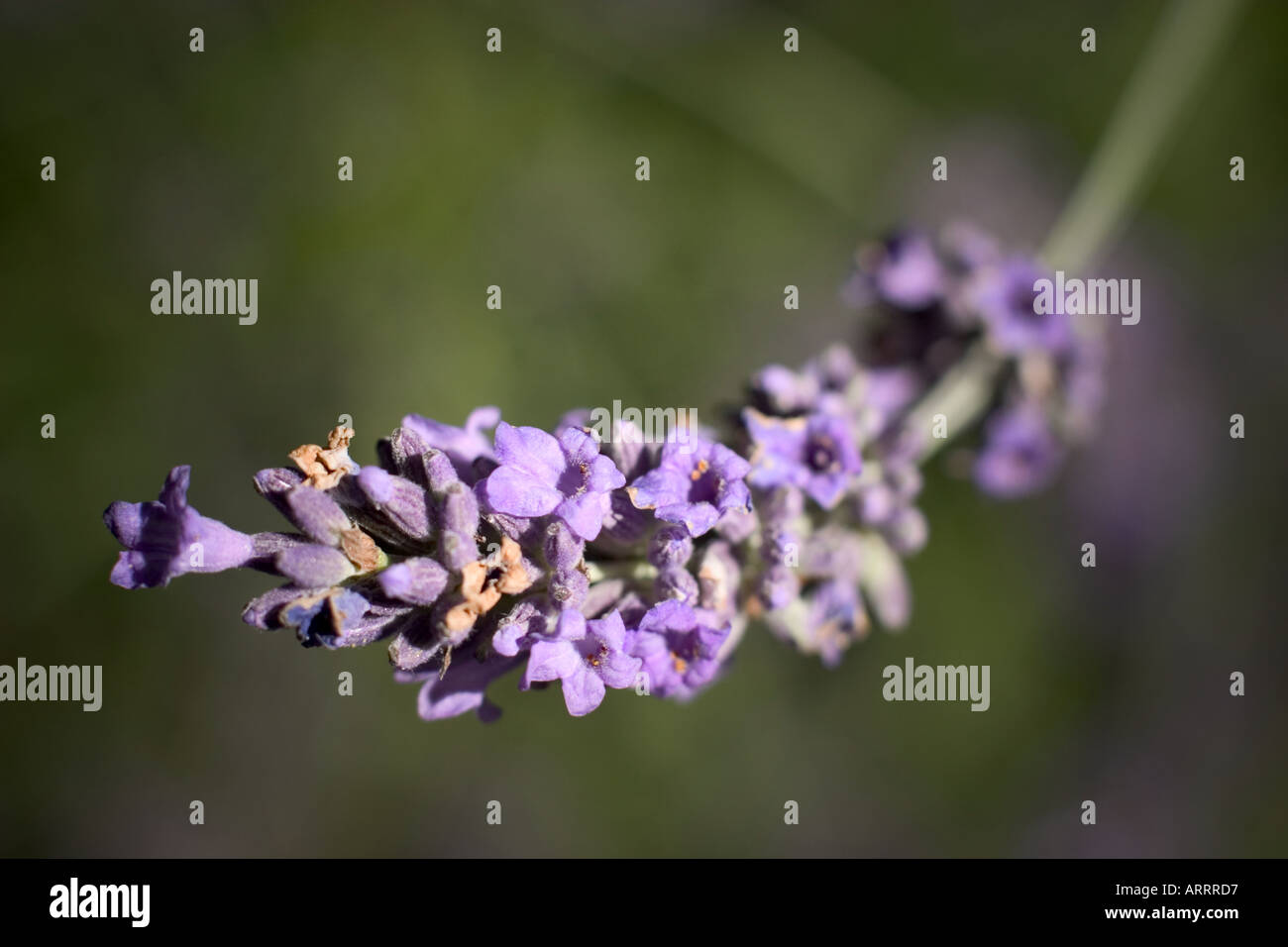 Fragrent flower hi-res stock photography and images - Alamy