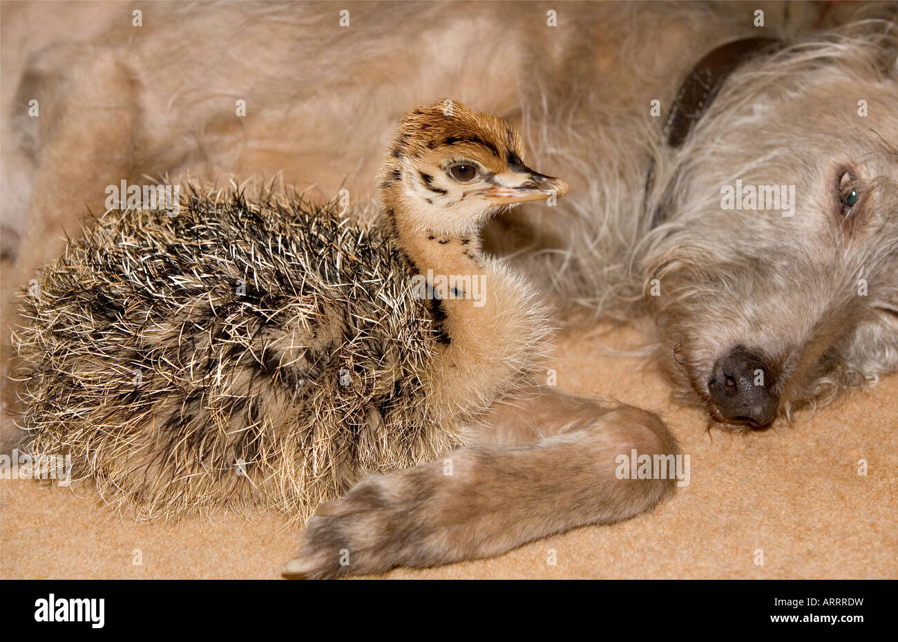 Unusual animals together hi-res stock photography and images - Alamy