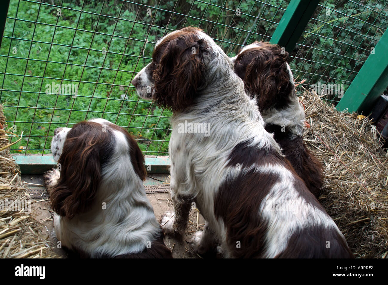 Springer Spaniels on farm trailer Stock Photo - Alamy