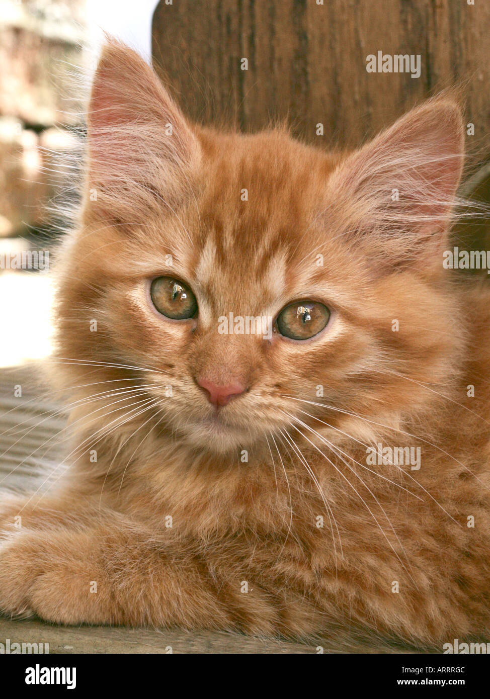 A portrait of a ginger kitten Stock Photo - Alamy