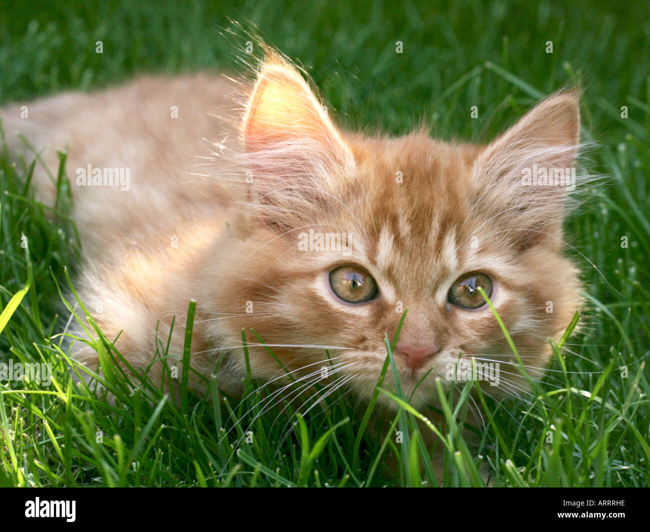 A ginger kitten playing in the grass Stock Photo - Alamy