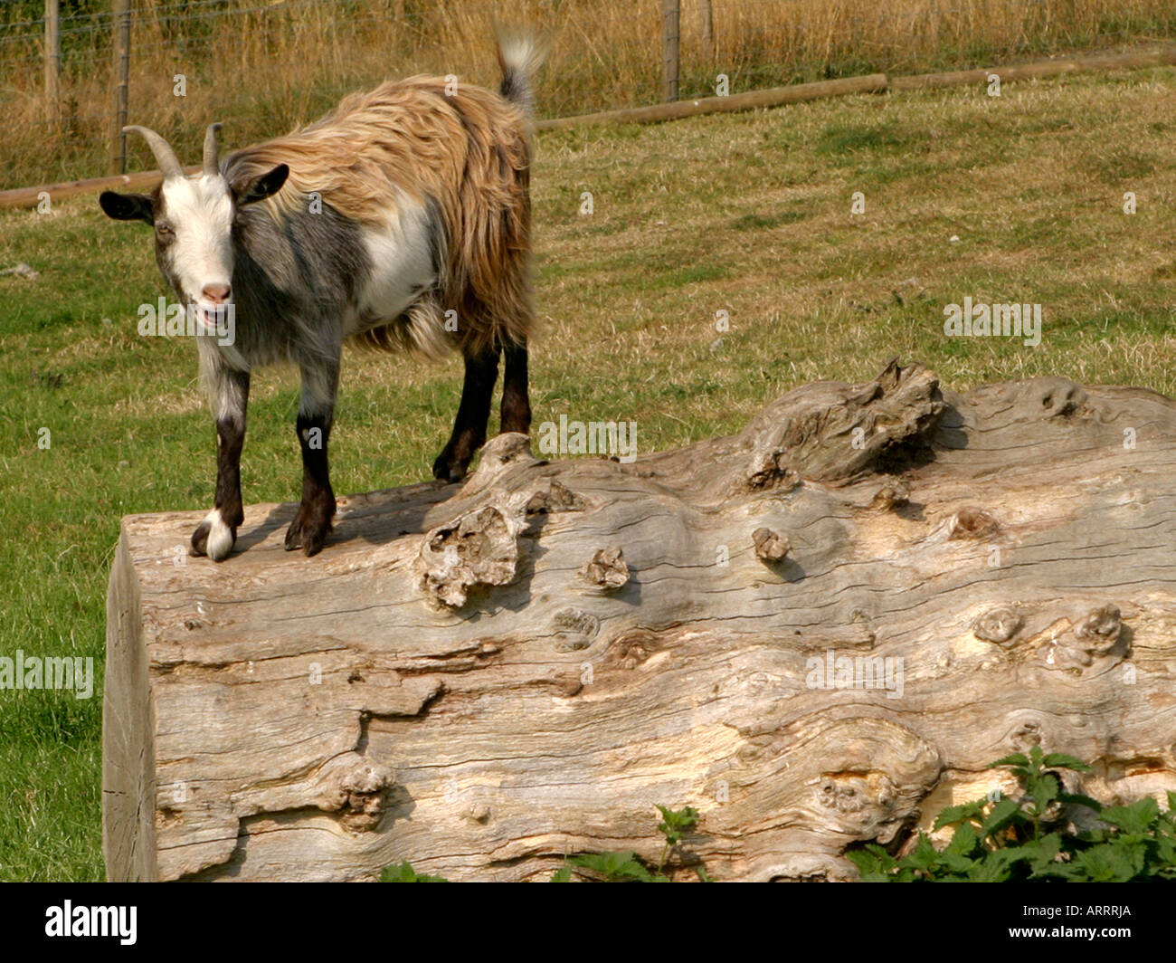 A goat standing on a tree stump Stock Photo - Alamy