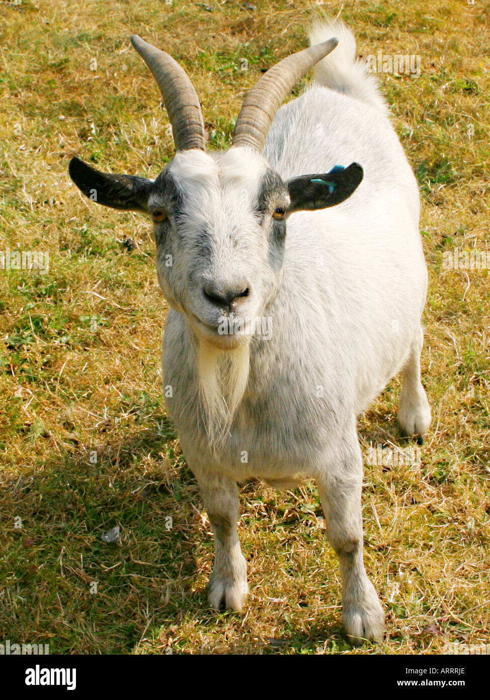 White he goat hi-res stock photography and images - Alamy