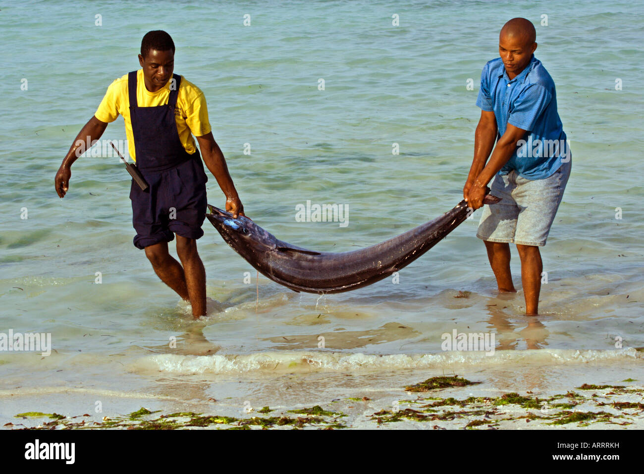 Men Carrying Tuna Fish Stock Photo - Alamy