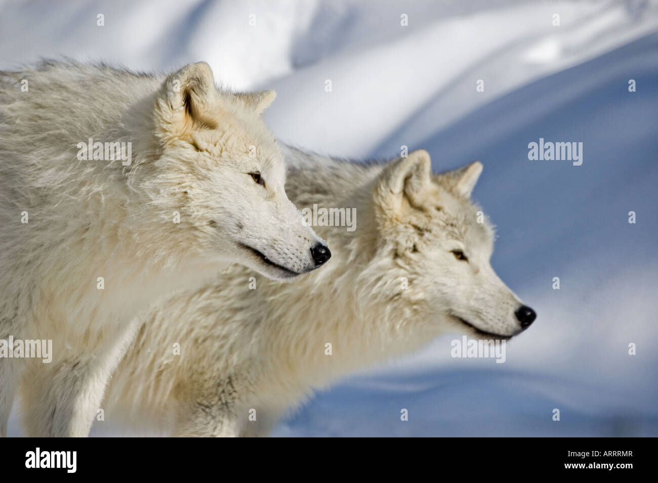 A Pair of Arctic Wolves Stock Photo - Alamy