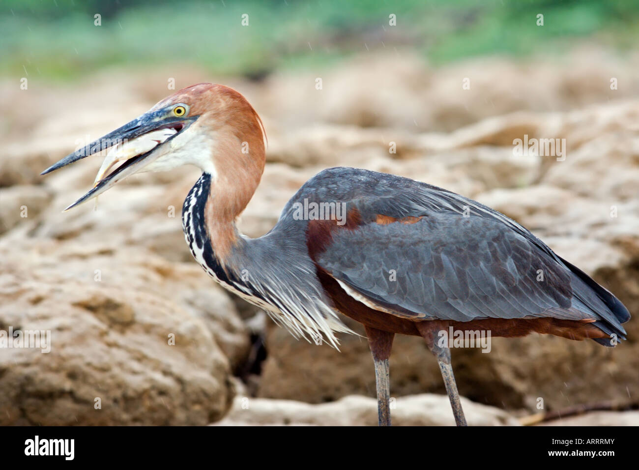 Goliath Heron Eating Fish Stock Photo - Alamy
