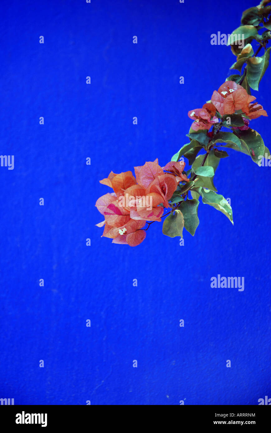 Marrakech Morocco Pink Blossom against Blue Sky Stock Photo - Alamy