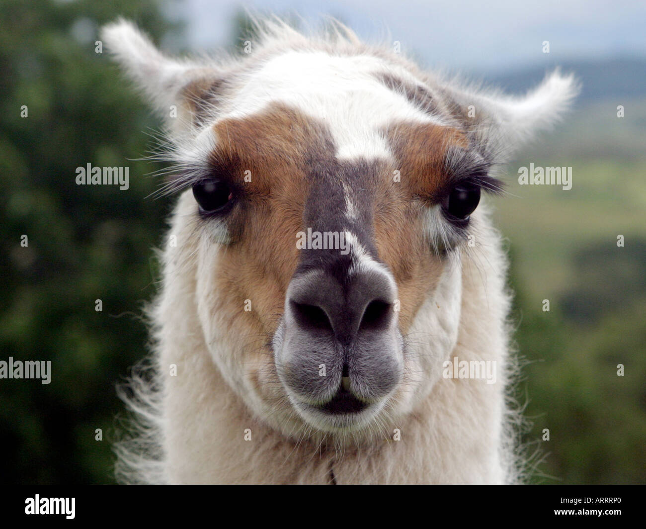 The head of a brown faced lama Stock Photo - Alamy