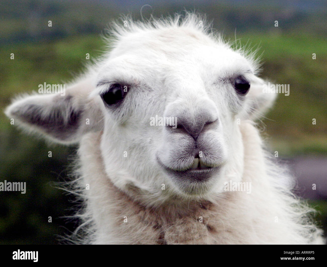 Fluffy lama hi-res stock photography and images - Alamy