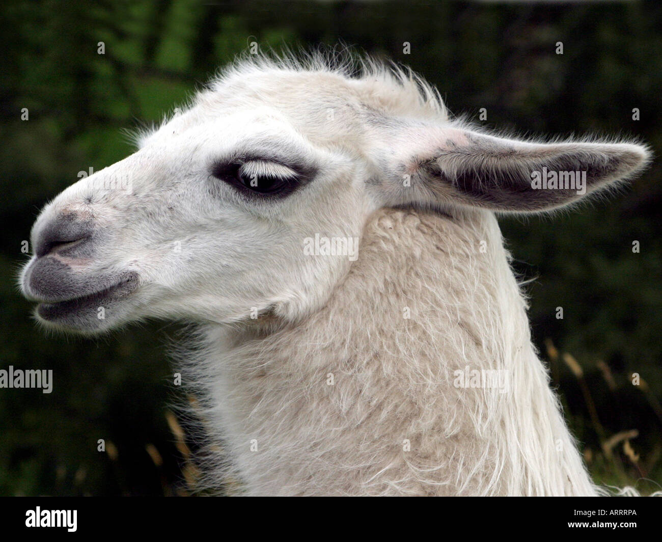 The head of a cream lama Stock Photo - Alamy