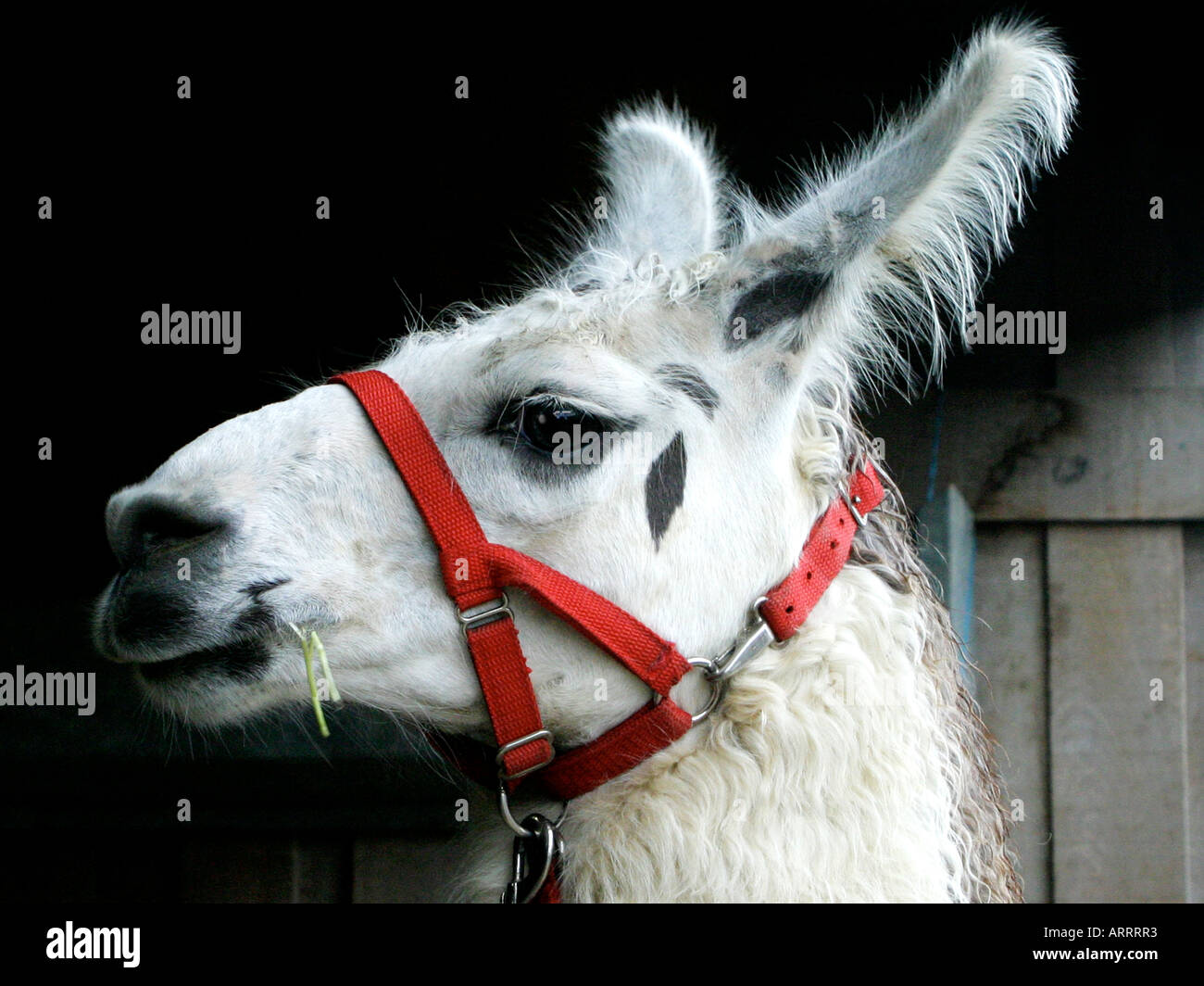 Lama family hi-res stock photography and images - Alamy