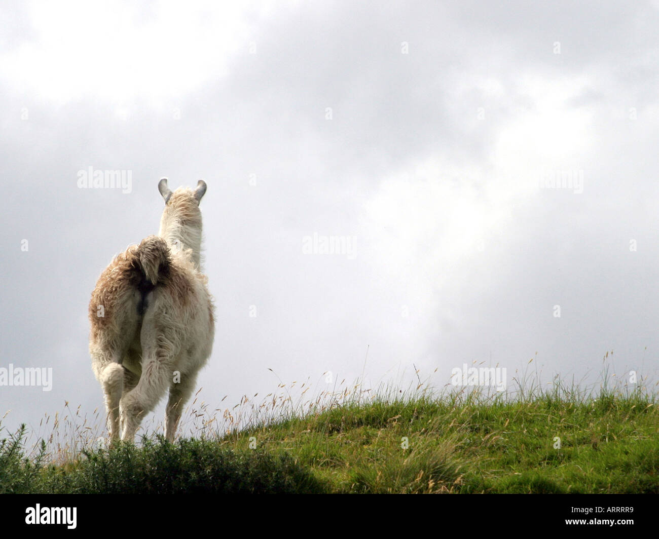 Lama top hi-res stock photography and images - Alamy