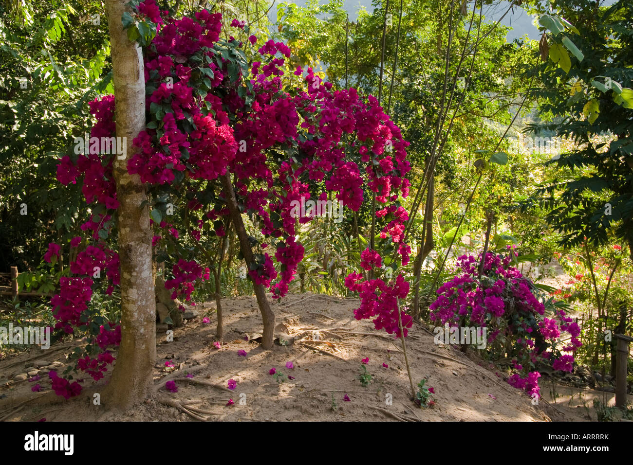 Pink, Magenta, Bougainvillea Vine, Laos SE Asia Stock Photo - Alamy