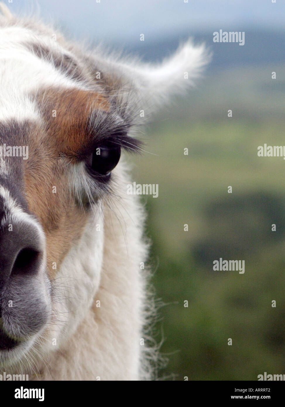 Mouth nose lama hi-res stock photography and images - Alamy