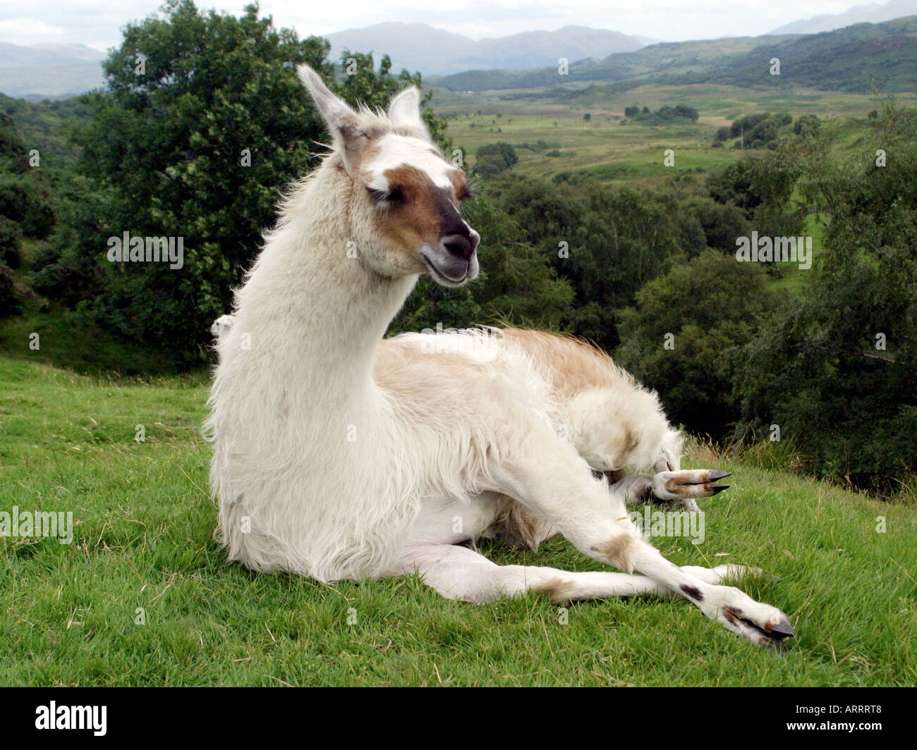 A lama relaxing on a field Stock Photo - Alamy