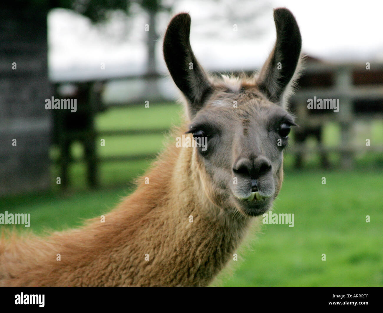 Neck Nose Ears High Resolution Stock Photography and Images - Alamy