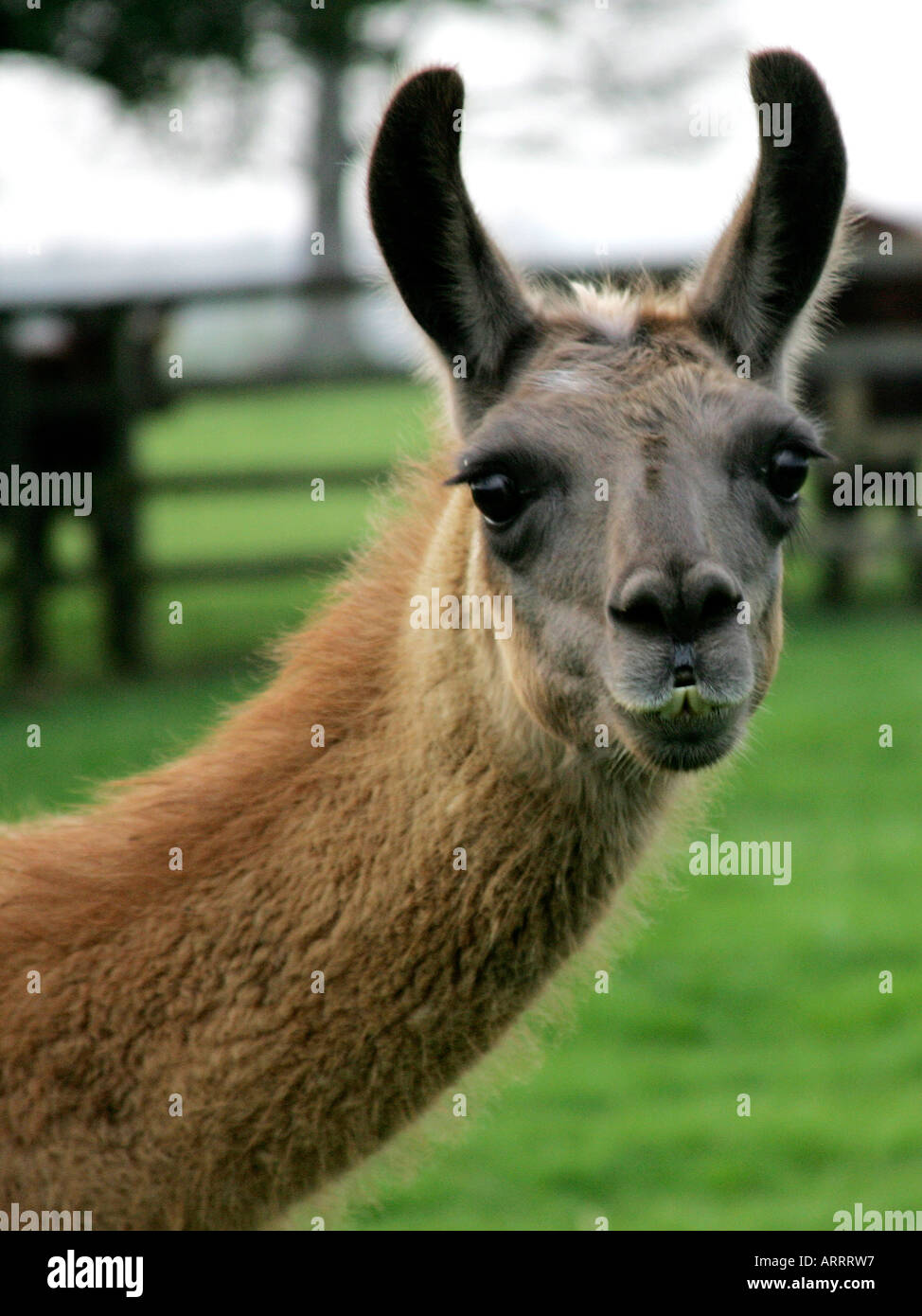 Neck Nose Ears High Resolution Stock Photography and Images - Alamy