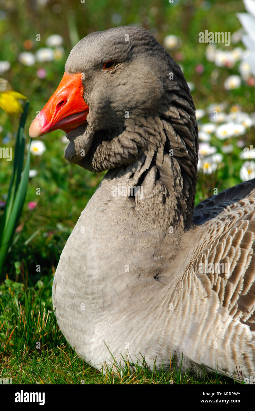 Toulouse goose with dewlap Stock Photo - Alamy