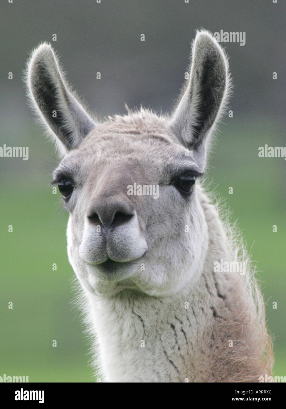 The head of a lama with big ears Stock Photo - Alamy