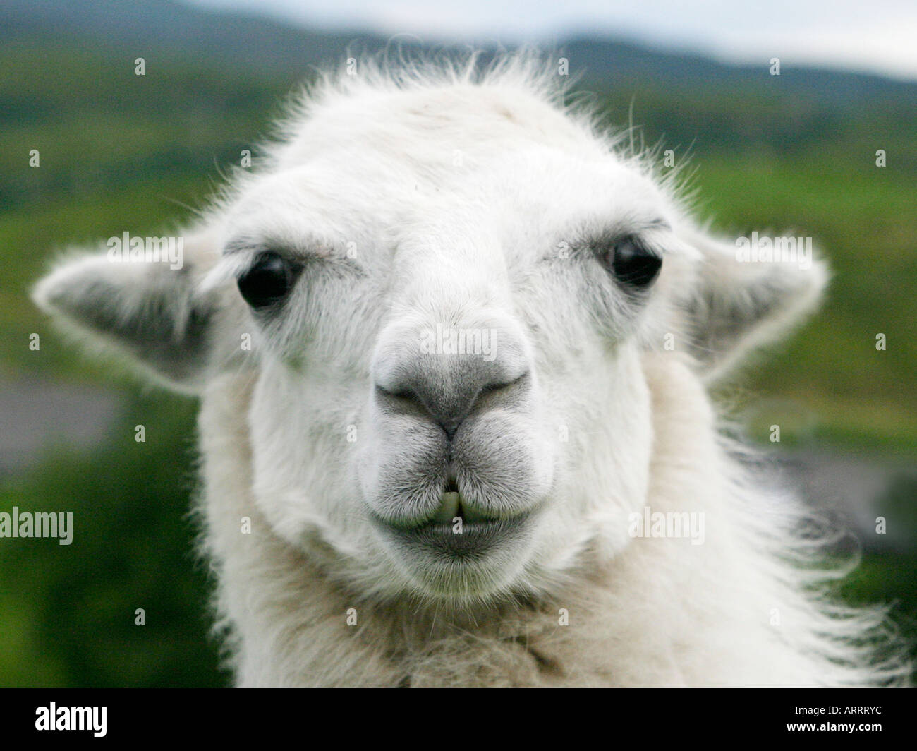 The head of a white, soft and fluffy lama Stock Photo - Alamy