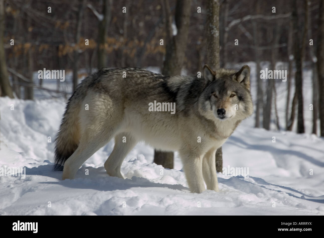 A Timber Wolf Stock Photo - Alamy