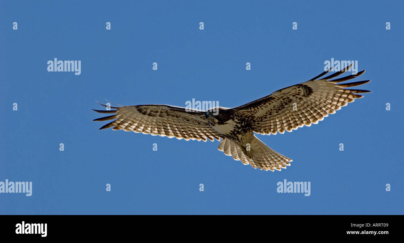 Flying Red Tail Hawk in the mountains of Baja California, Mexico Stock ...