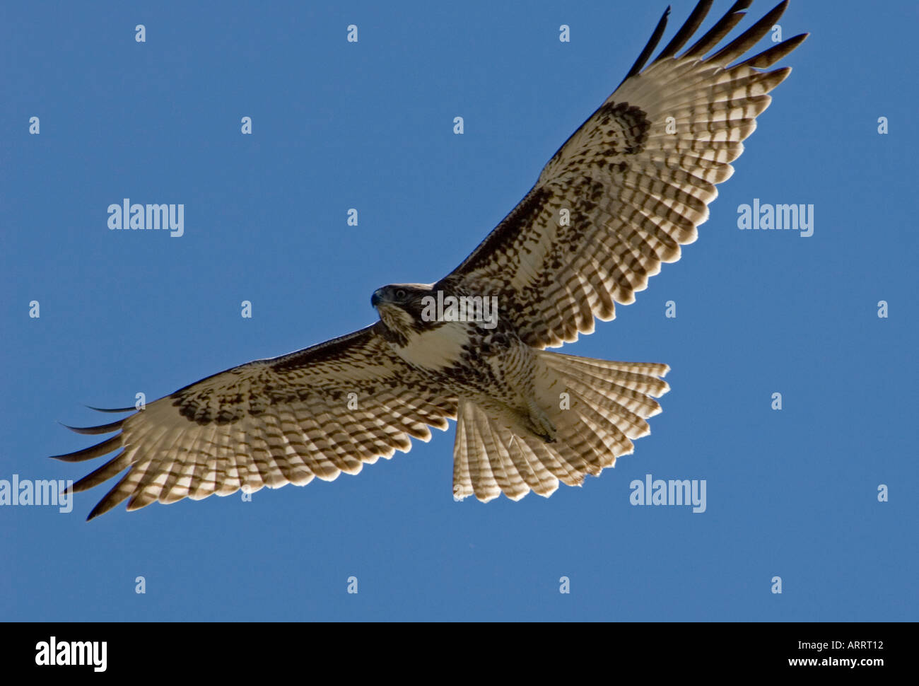 Red Tail Hawk Flying Stock Photo - Alamy