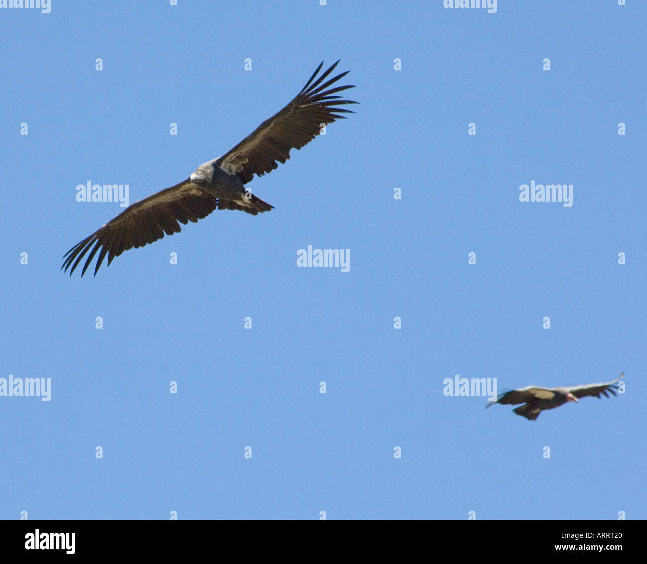 California condors flying hi-res stock photography and images - Alamy